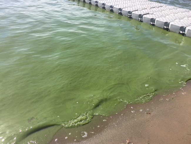 NY Sea Grant | NYSG: Harmful Algal Blooms (News - In Media: Cloudy ...